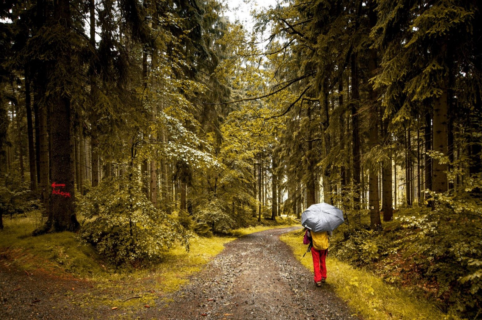 Importance of Environment to Humans | 5 Global Laws to Protect ...