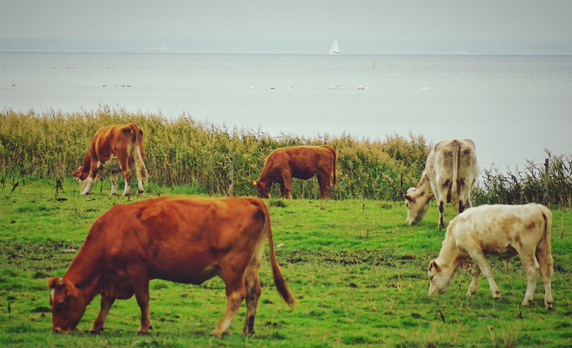 20 Unique Cow Breeds - Writtygritty