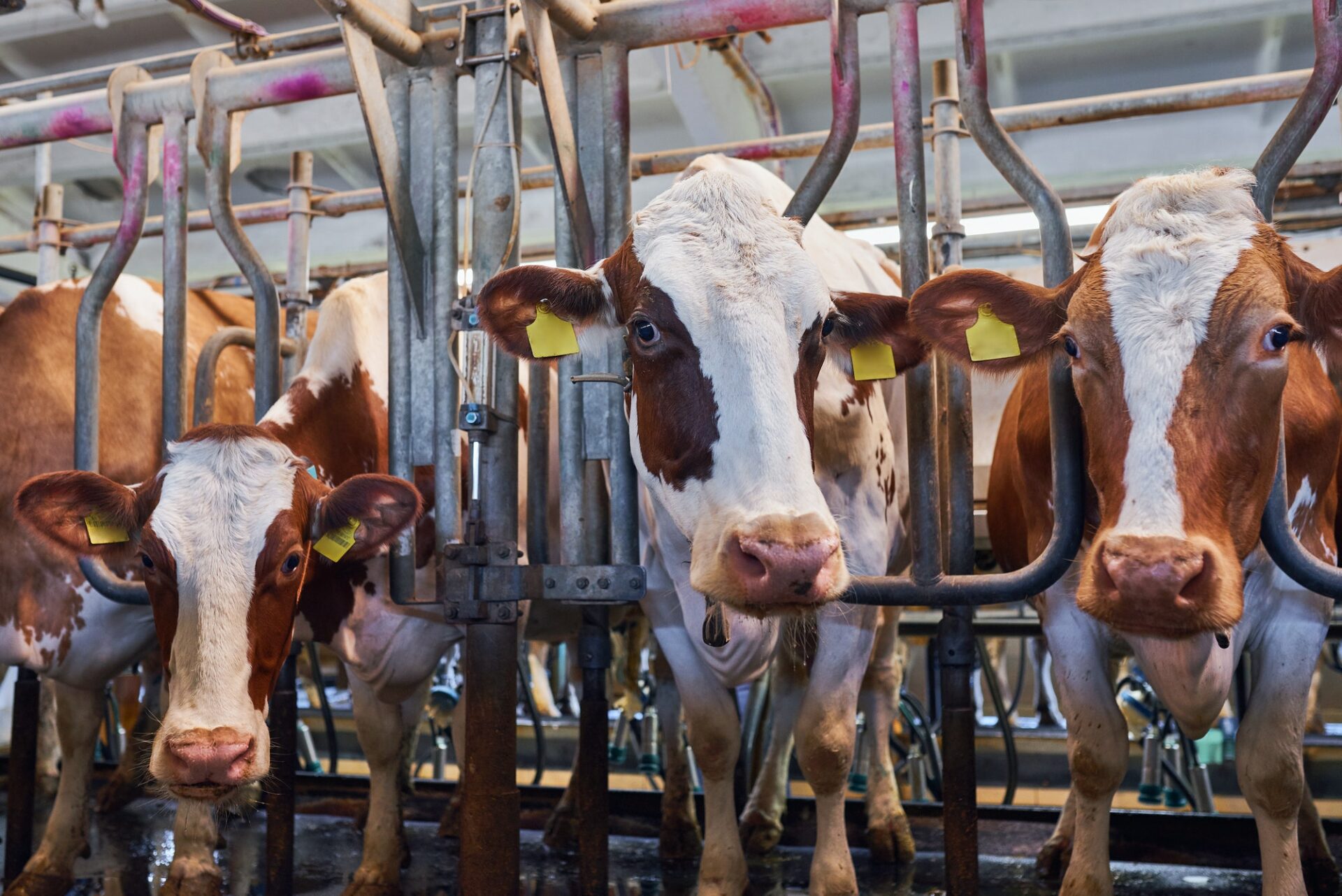 20 Unique Cow Breeds - Writtygritty