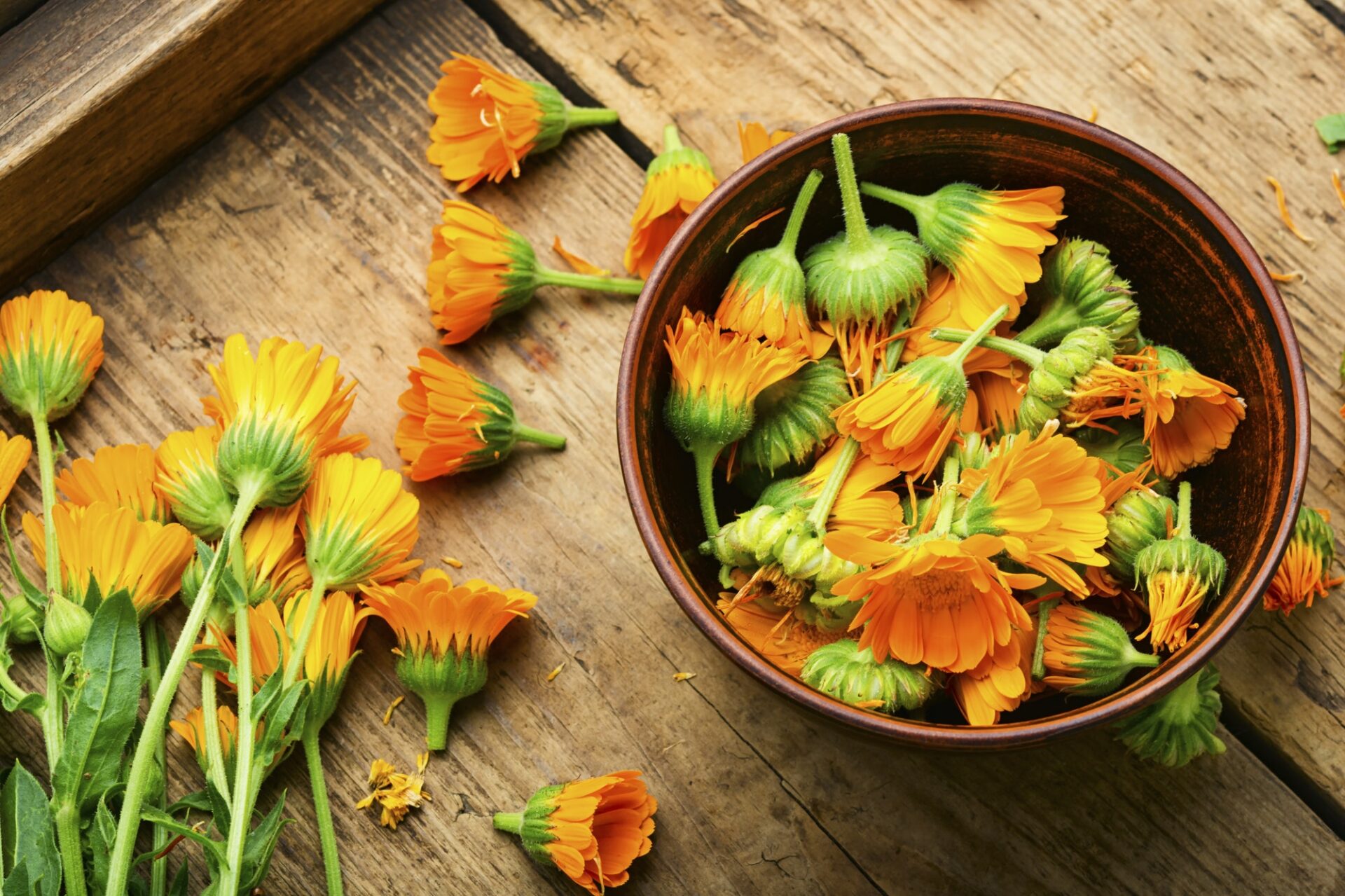 22 Beautiful Birth Flowers: Know Their Months and Meanings