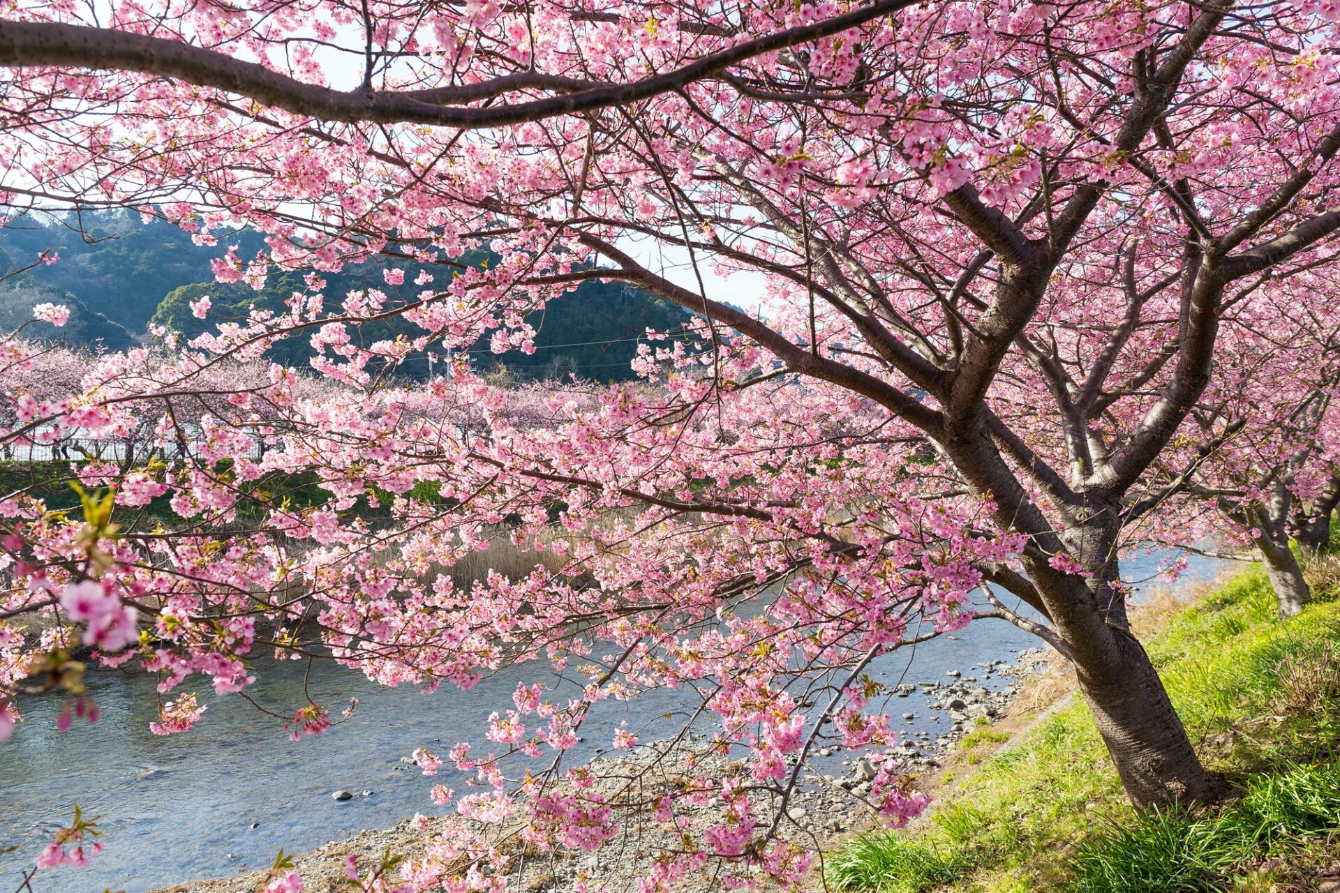 22 Beautiful Birth Flowers: Know Their Months and Meanings