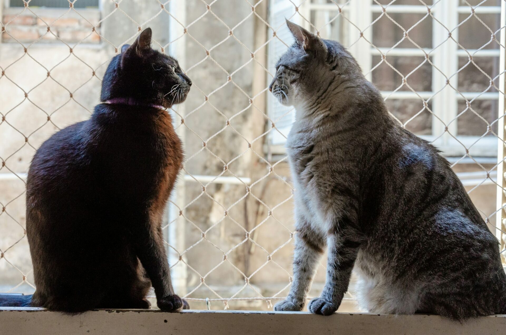 Here's Why Netting is Important for Your Pet’s Safety - Writtygritty