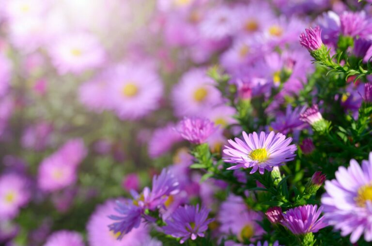 22 Beautiful Birth Flowers: Know Their Months and Meanings